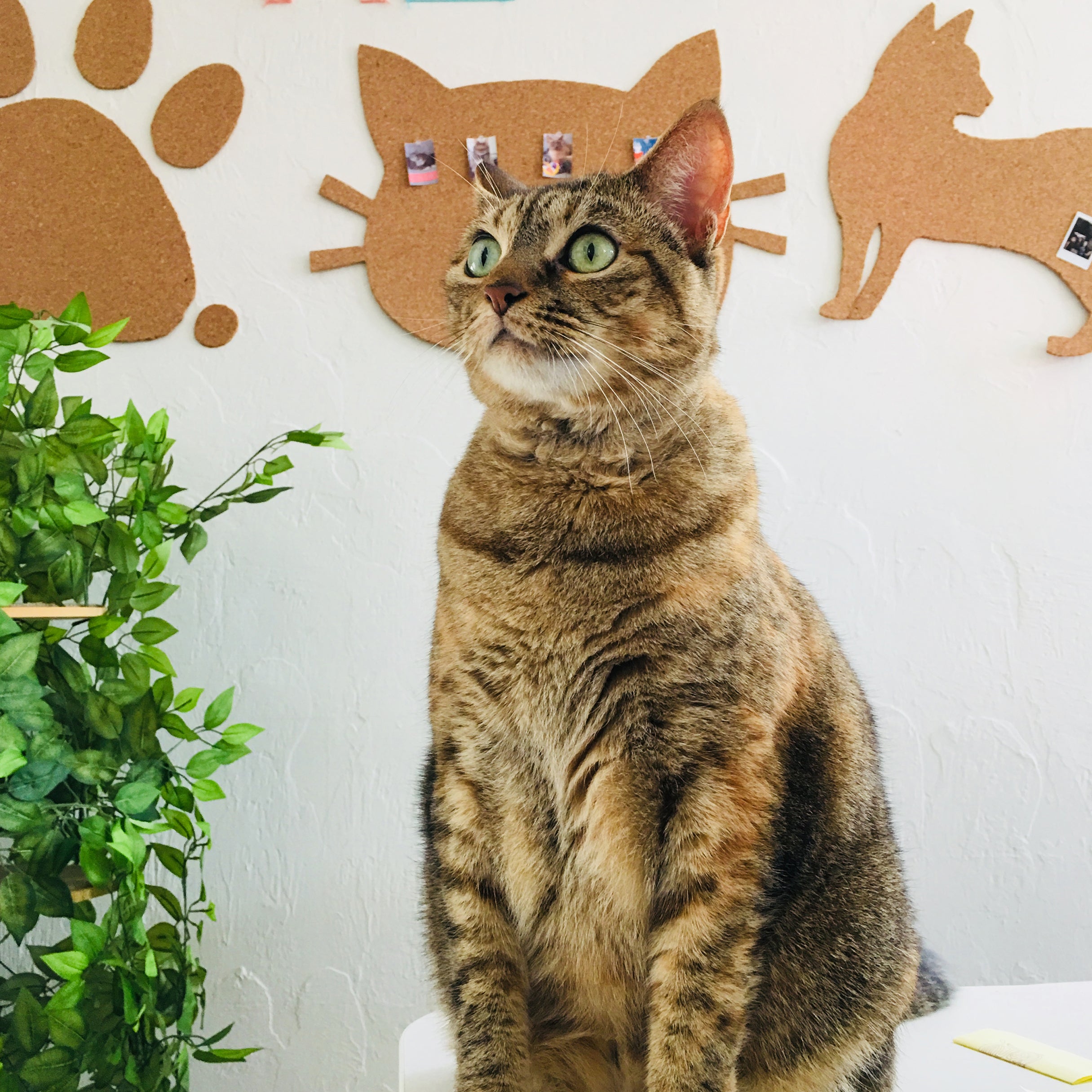 Betsy | Adopted! – Meowingtons