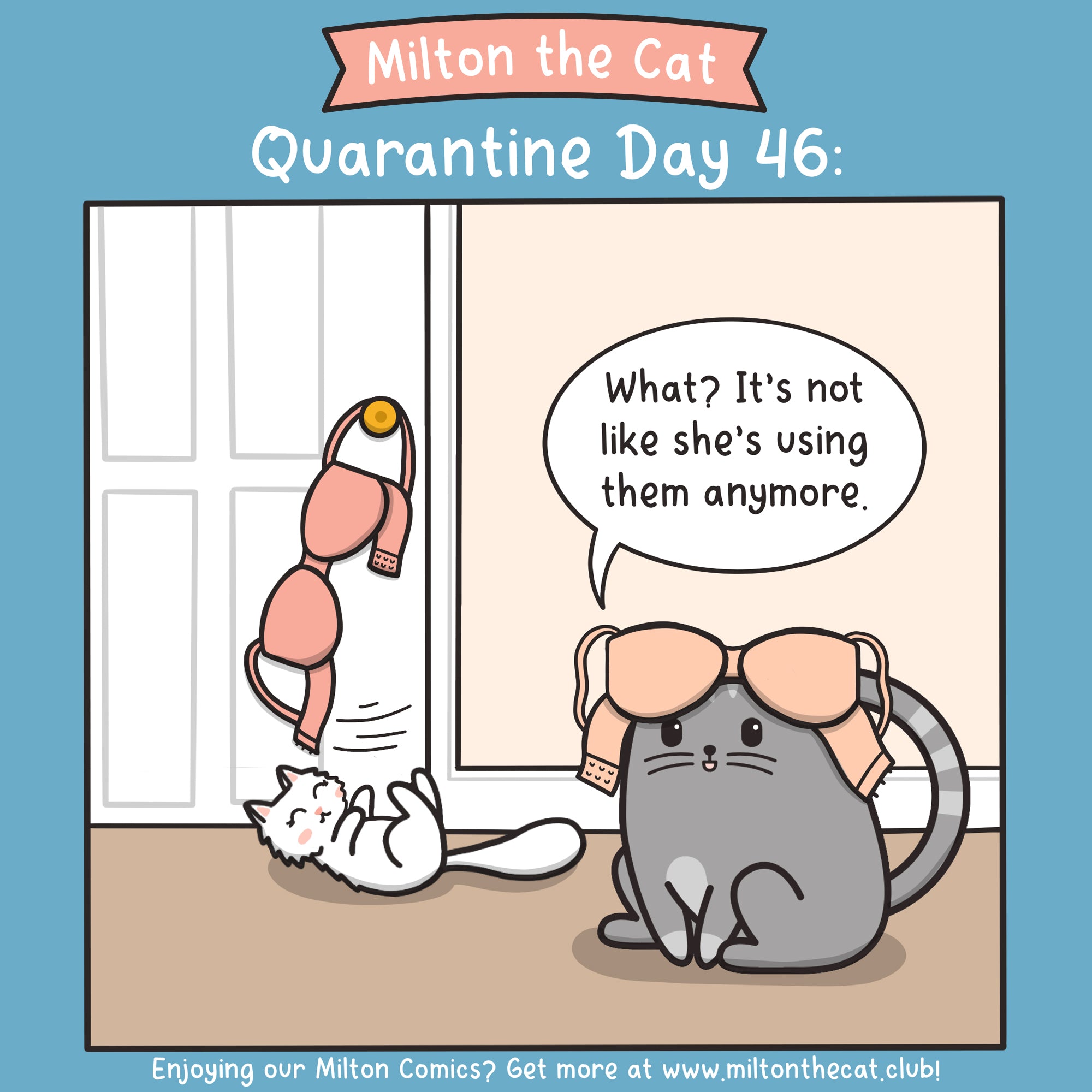 Quarantine Log: Day 46 – Meowingtons