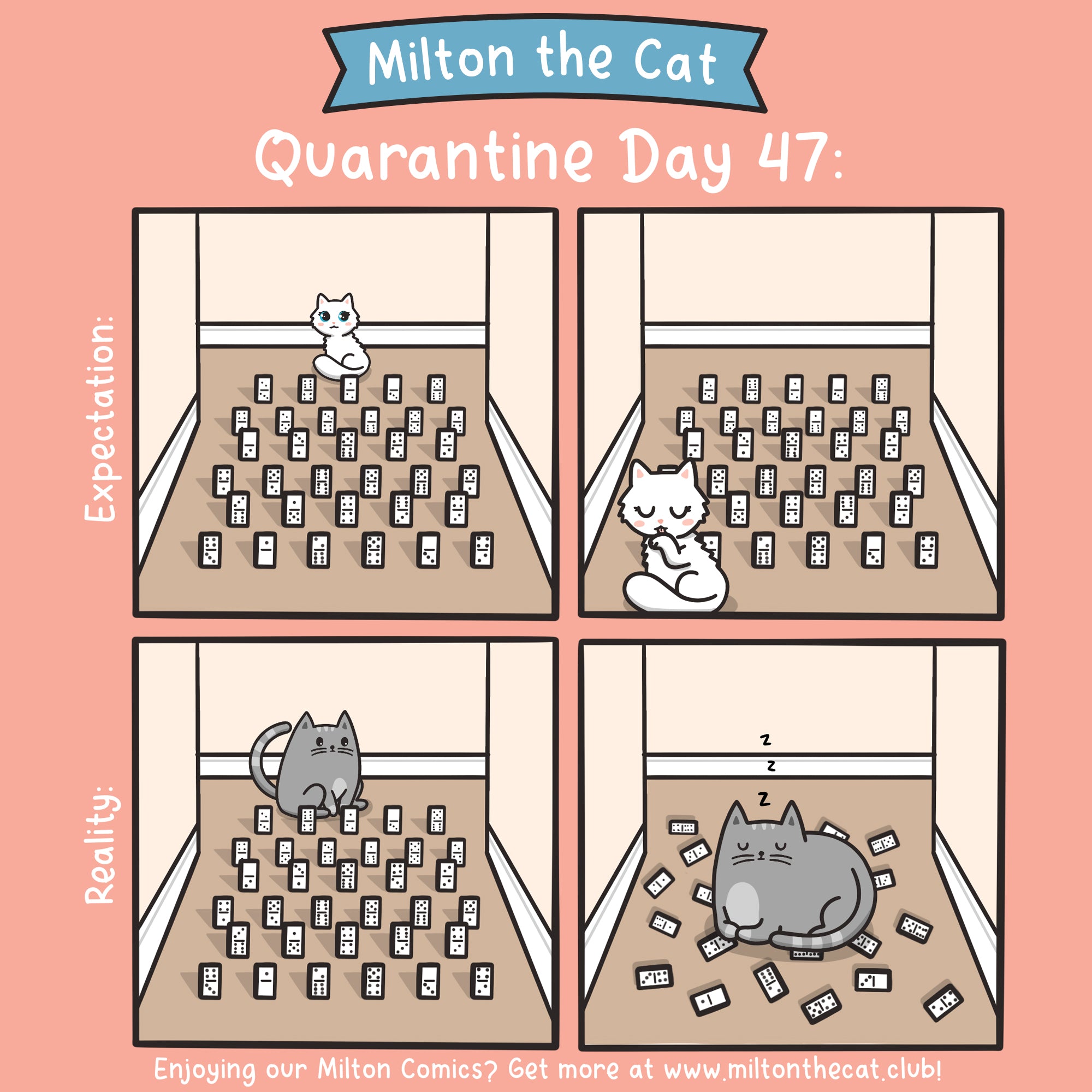 Quarantine Log: Day 47 – Meowingtons