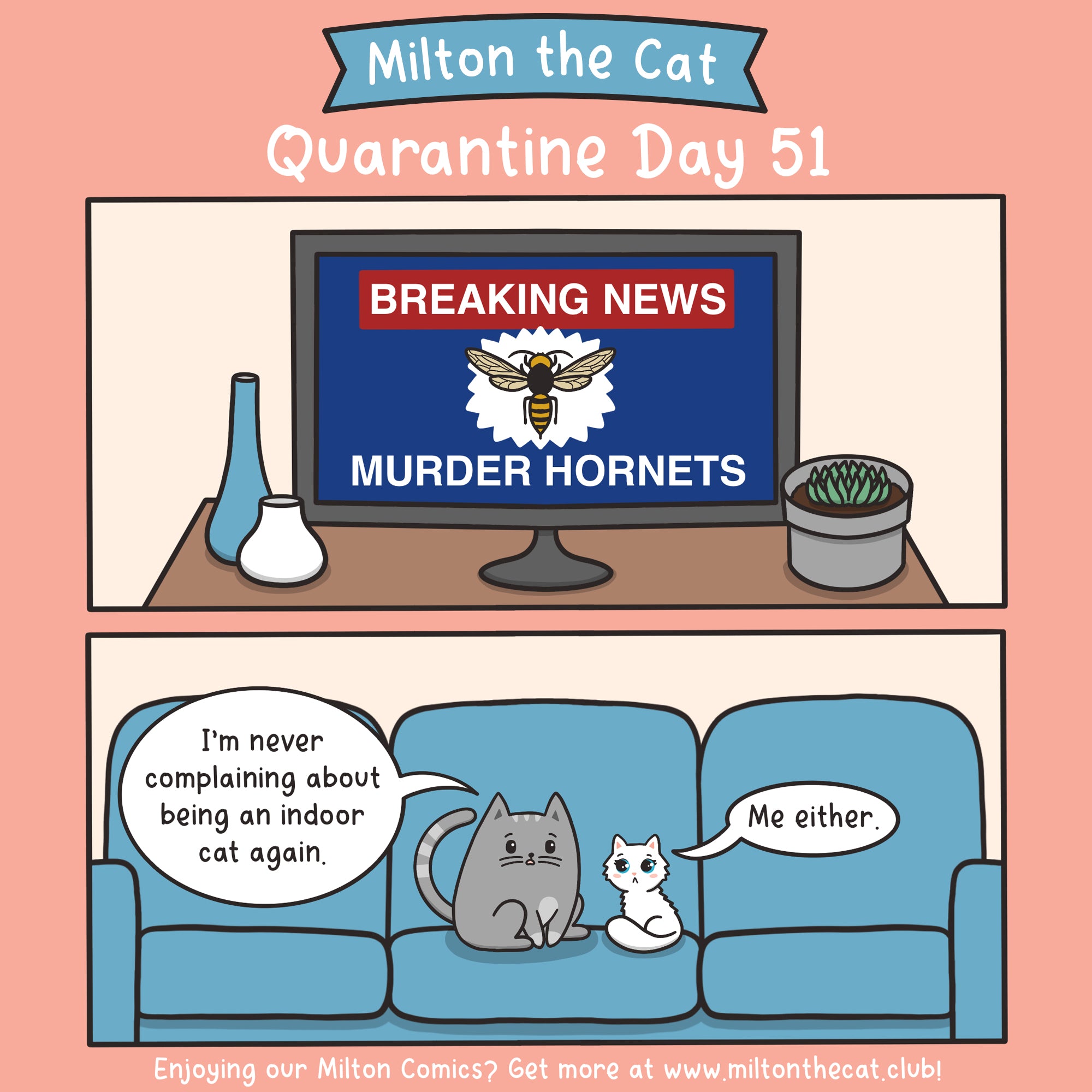 Quarantine Log: Day 51 – Meowingtons