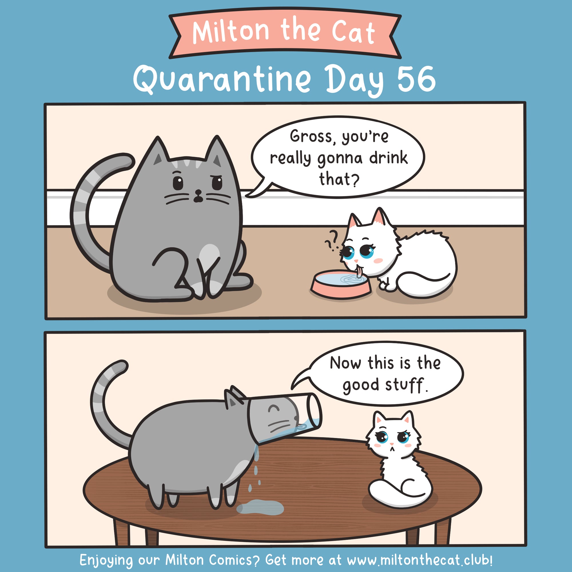 Quarantine Log: Day 56 – Meowingtons