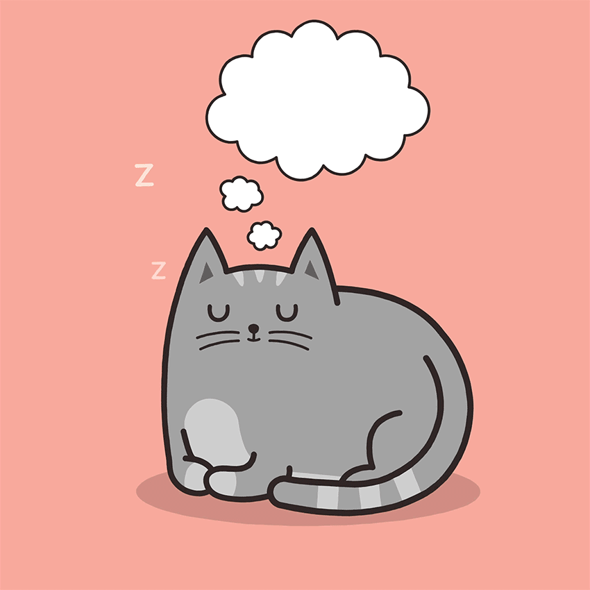 Funny Cat Animated Gif