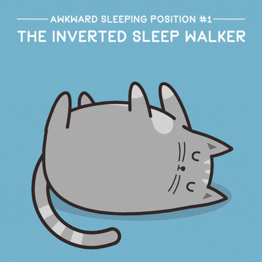Awkward Sleeping Position #1 – Meowingtons