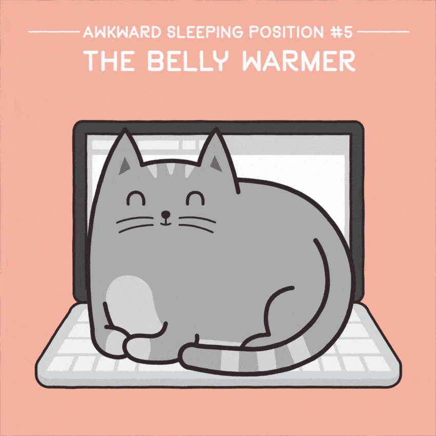 Awkward Sleeping Position #5 – Meowingtons