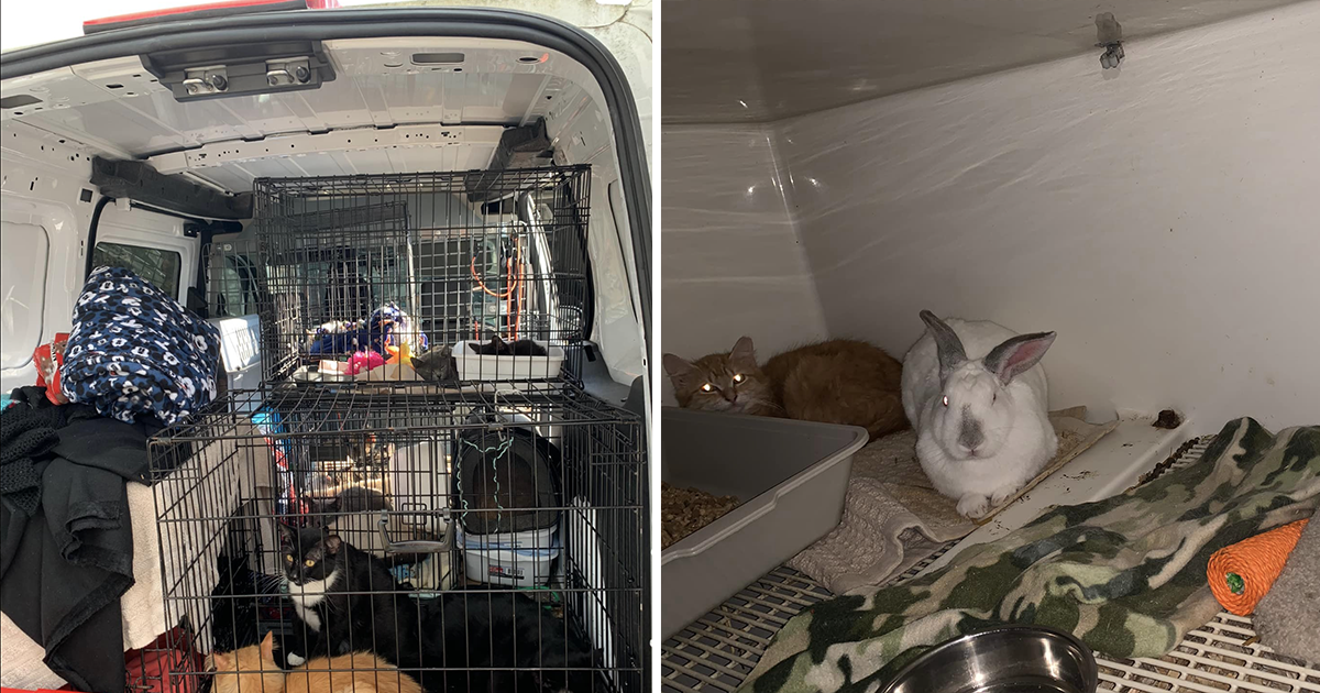 87 Rescue Animals Saved From Forest Fire in Florida – Meowingtons