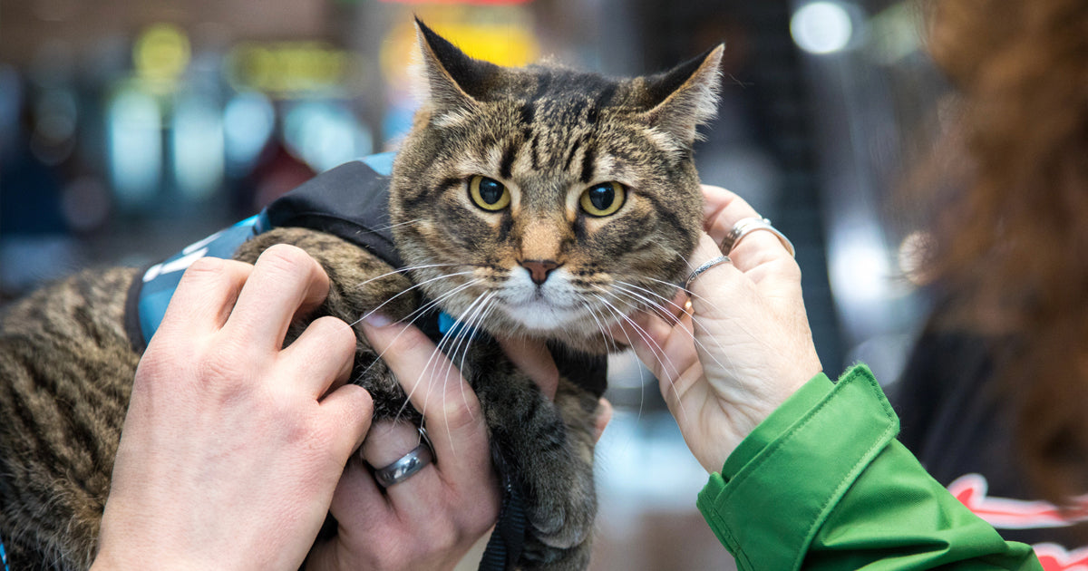 The CATS at The Denver Airport Will Ease Your Travel Stress! – Meowingtons