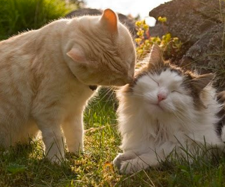 Charming Neighbor Cat Waits Outside for his Best Friend Every Day ...