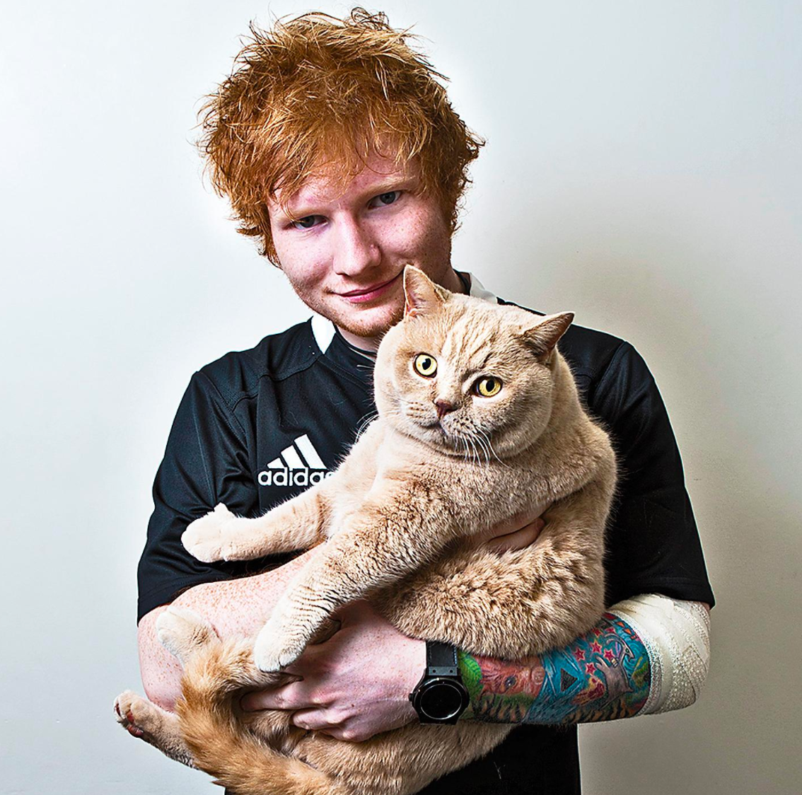 Japanese Cat Island Tries to Lure Ed Sheeran In With a Cat Music Video ...