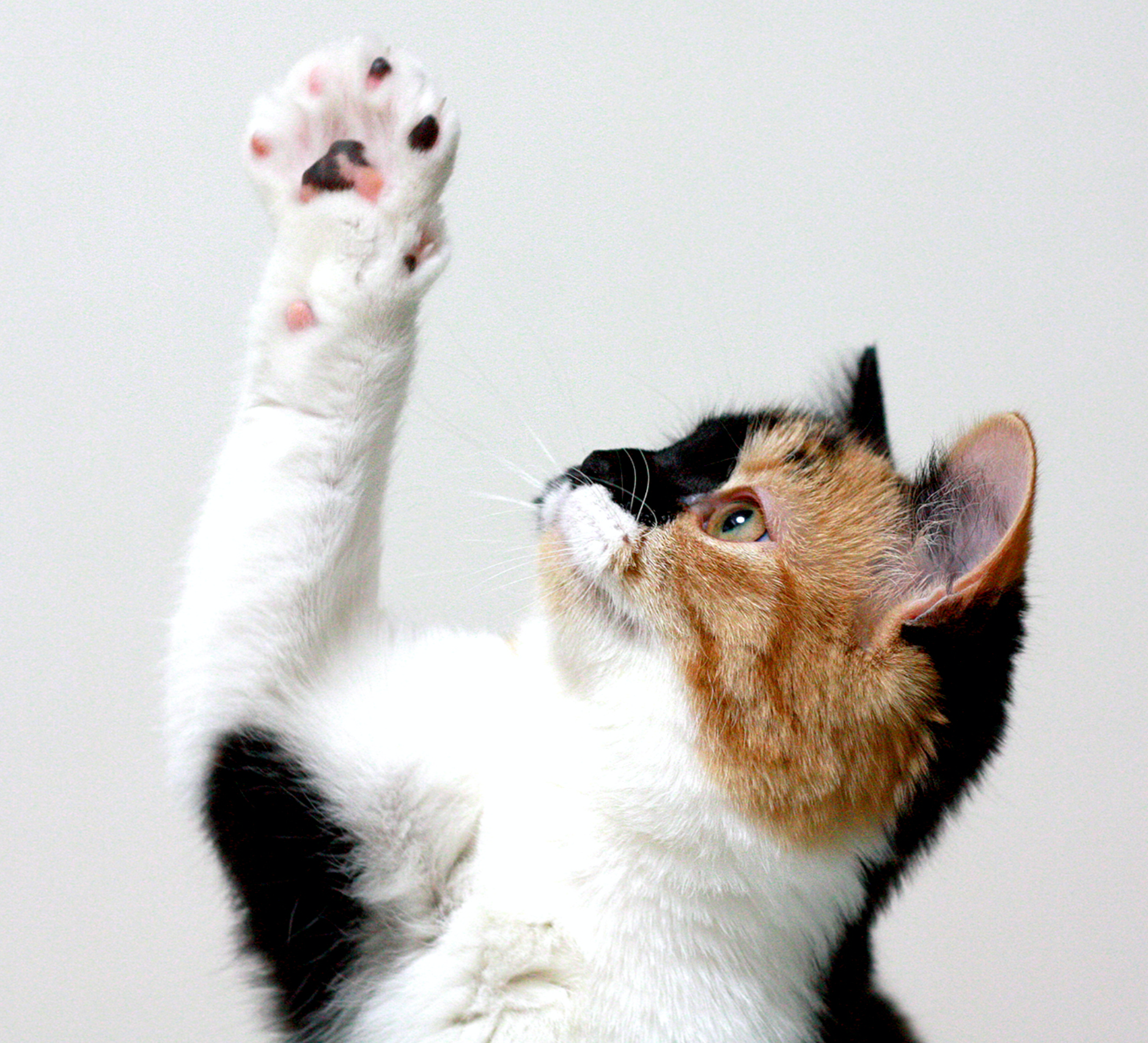 Is Your Cat Left-pawed or Right-pawed? – Meowingtons
