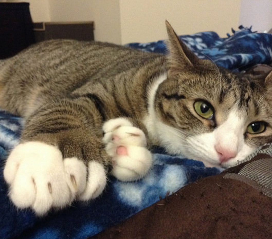 Toe Bean News: 28-Toed Cat Ties World Record For Most Toes! – Meowingtons