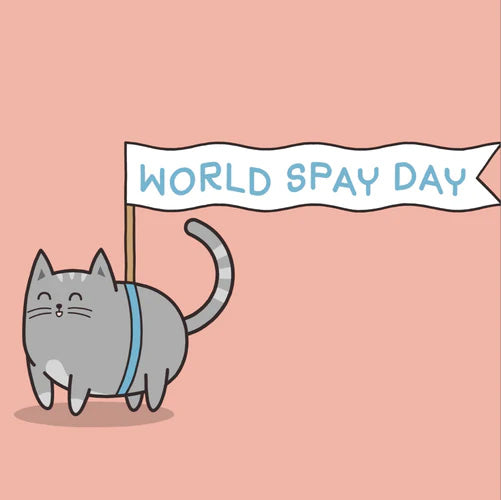 What Is World Spay Day? Why Should We Care? – Meowingtons