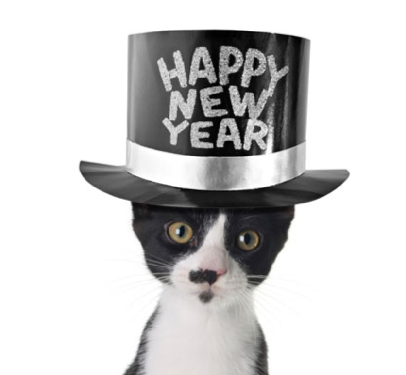 New Year’s Resolutions Your Cat Is Making For 2020 – Meowingtons