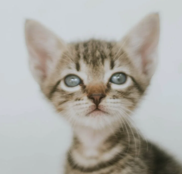 10 ASMR Cat Videos To Take Your Mind Off Things For a While – Meowingtons