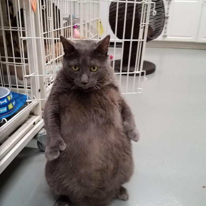 This Very Chunky, Very EXTRA Kitty Needs a Home – Meowingtons