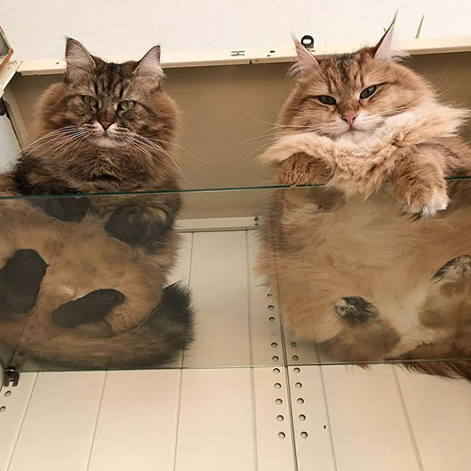 Photos Of Cats On Glass Are Utterly Adorable, In Case You Didn't Know ...