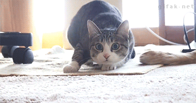 Why Do Cats Wiggle Their Butts Before They Pounce? – Meowingtons