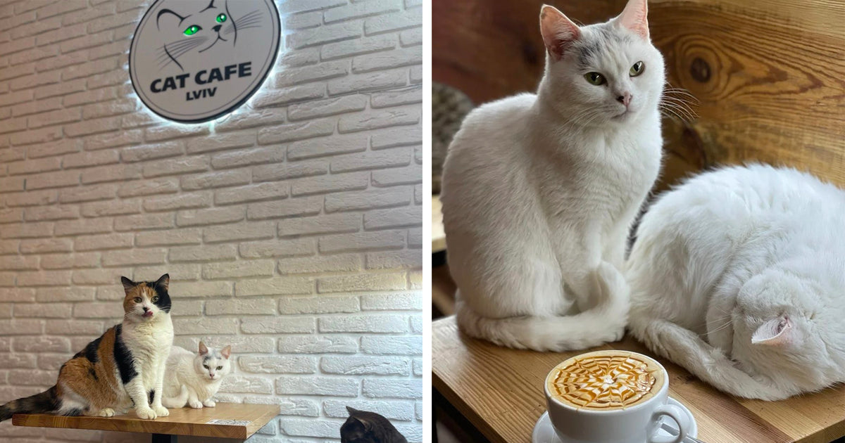 Ukrainian Cat Café Lviv Continues to Stay Open During Russian Invasion ...