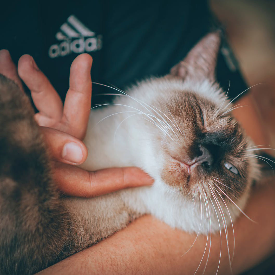 6 Signs Your Cat Actually Loves You & Isn't Just In It For The Food ...