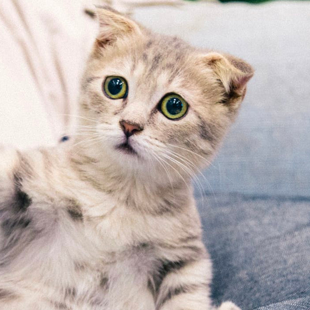 15 Tweets That Illustrate the Differences Between Cat People and Dog P ...