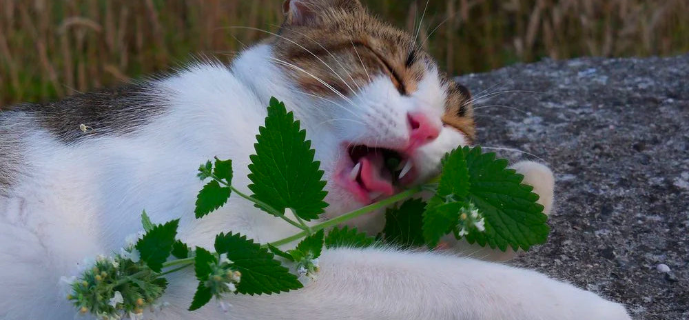 Here's Why Cats Go Crazy for Catnip – Meowingtons