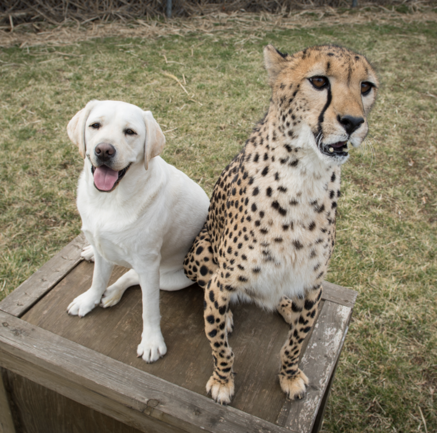 Cheetahs Are So Anxious They Need Their Own Support Dogs – Meowingtons