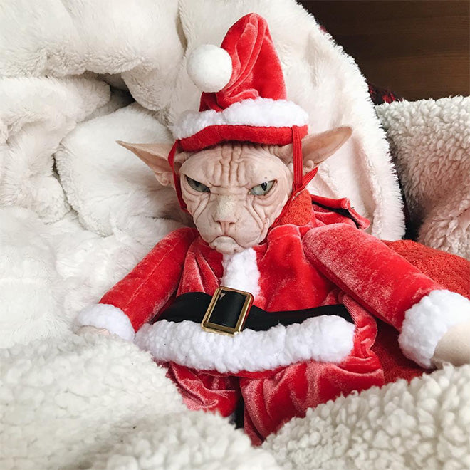 Cat Reactions for Working Retail on Black Friday – Meowingtons