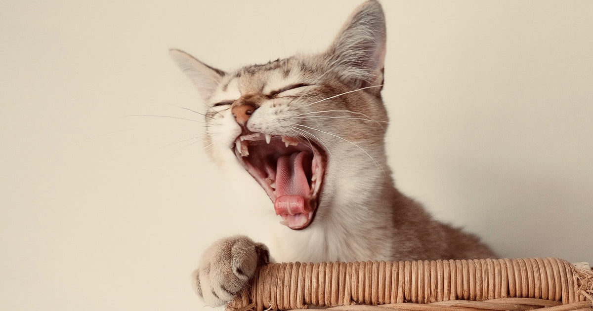 4 Hairball Hacks for Hairball Awareness Day – Meowingtons