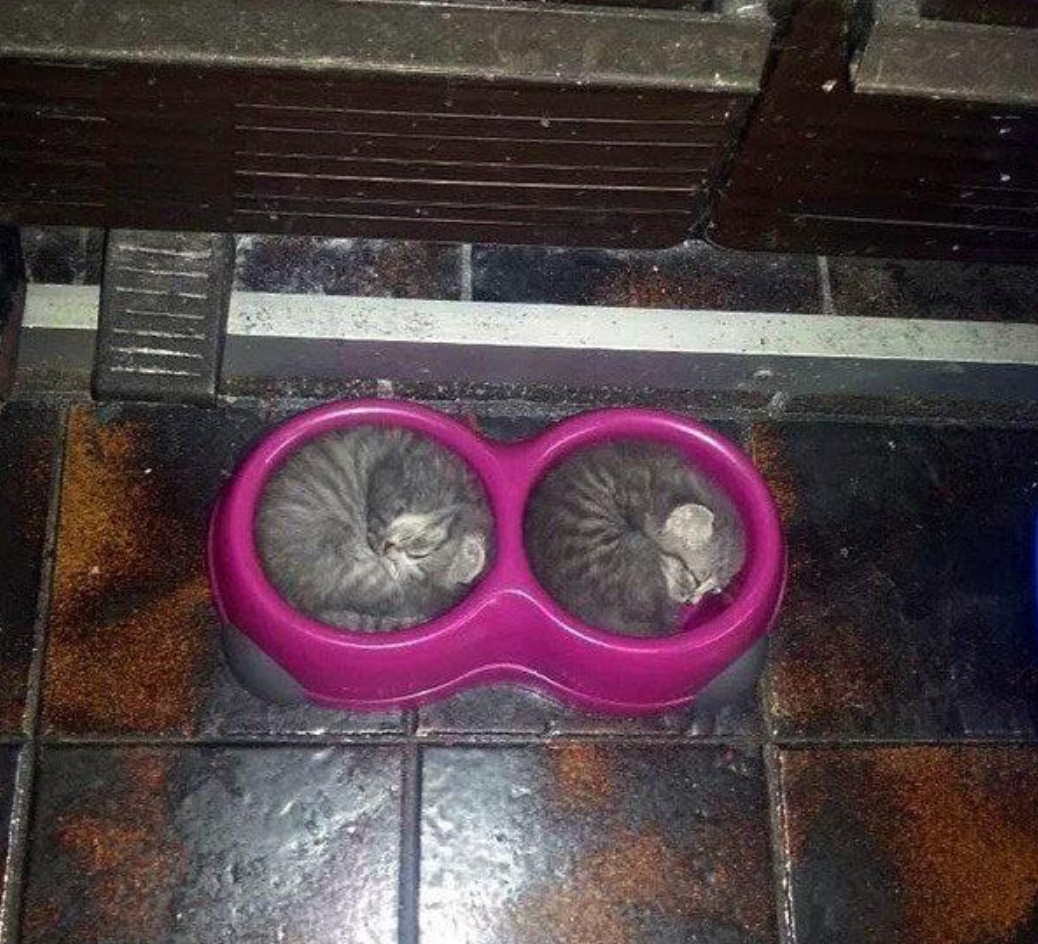 10 Cats That Prove "If I Fits, I Sits" Is A Way of Life – Meowingtons