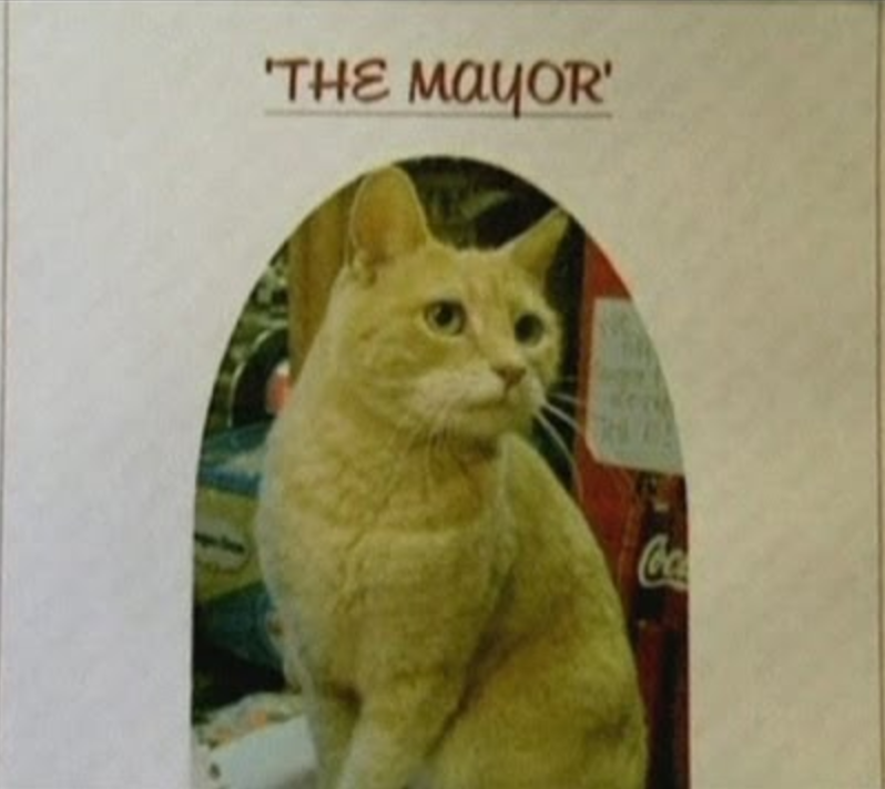 Mayor Stubbs the Cat Passes Away After Nearly 20 Years of Service ...