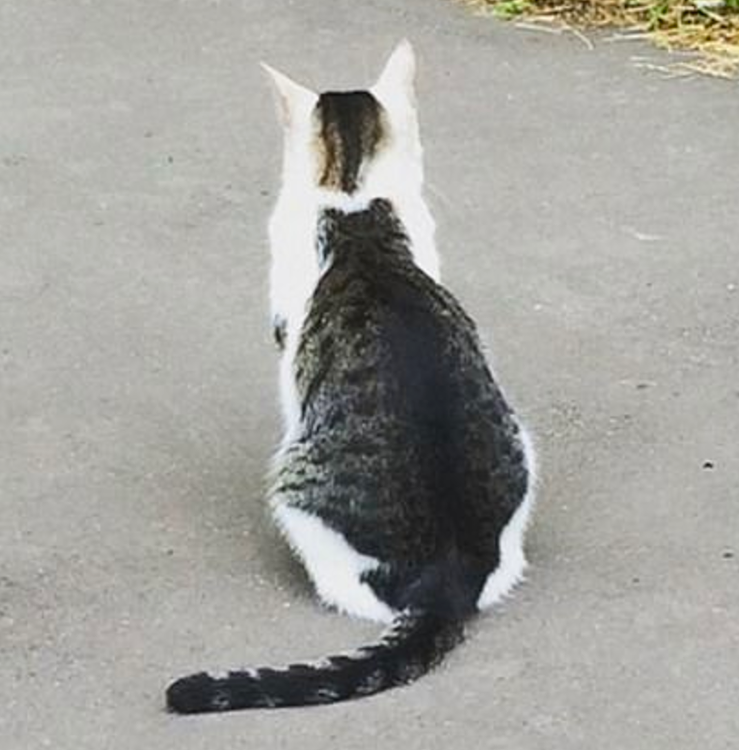 Cat-ception: Cats Within Cats That Will Make You Look Twice – Meowingtons