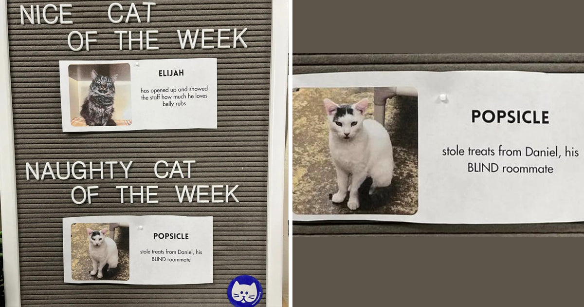 This Cat Rescue Has the Cutest Naughty and Nice Cats of the Week ...