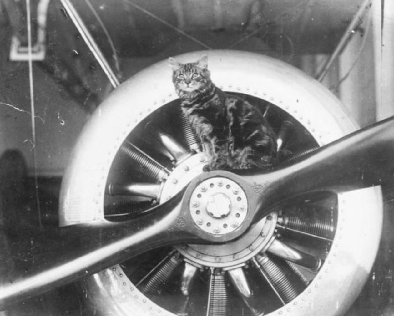20 Historical Photos of Cats And Their Soldiers in World War I and II ...