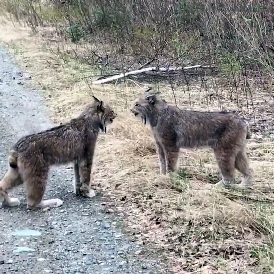 Watch This Rare Footage of Two Lynxes Screaming At Each Other In the W ...