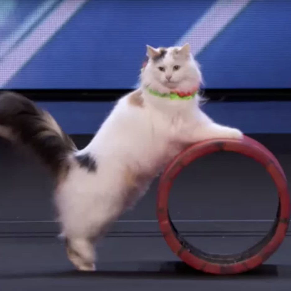 Watch These Talented Acrobatic Cats Perform Live on ‘America’s Got Tal ...