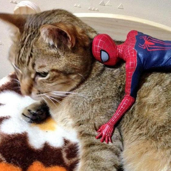 The Cutest Cat Hugs We Could Find on Hug Your Cat Day – Meowingtons