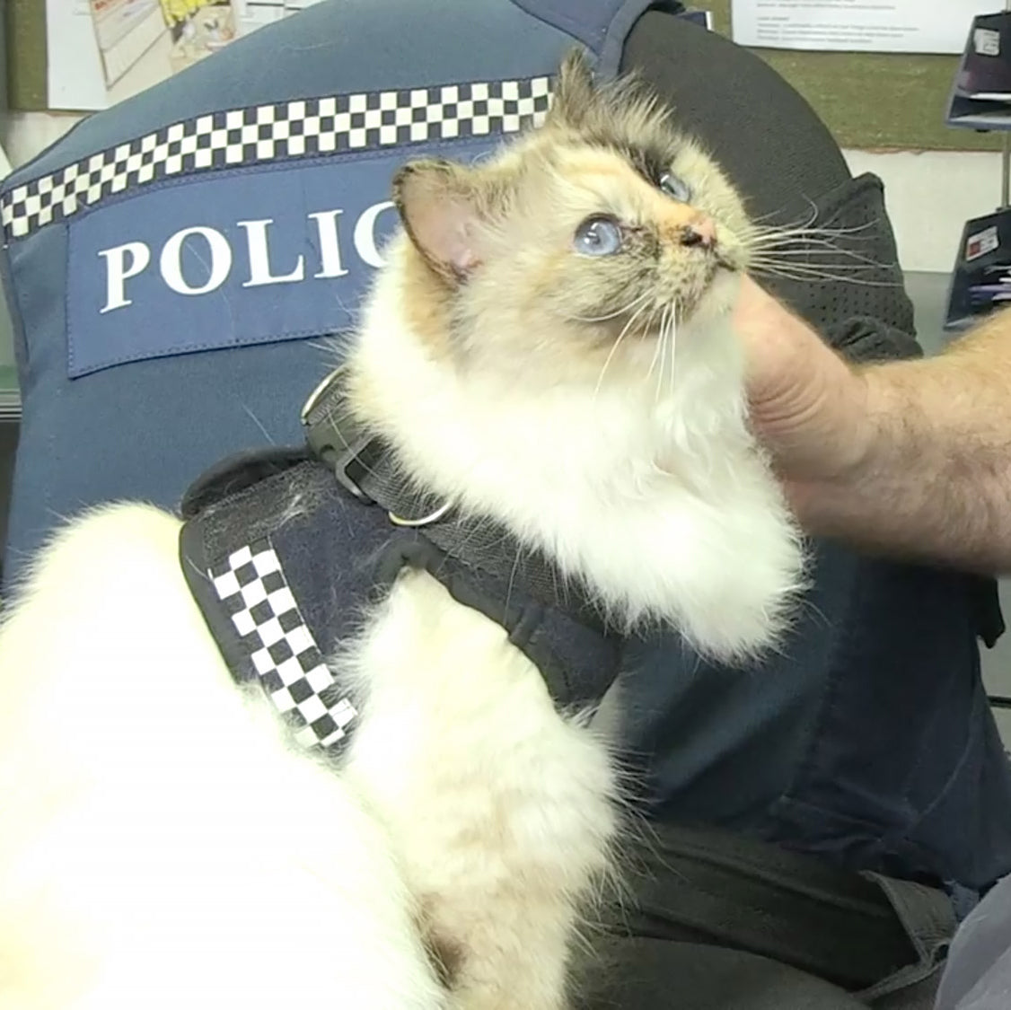 Meet the Cutest (and Cuddliest) Police Officer in New Zealand – Meowingtons