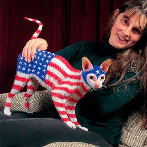 Pawsitively Patriotic Cats Celebrating The 4th Of July – Meowingtons