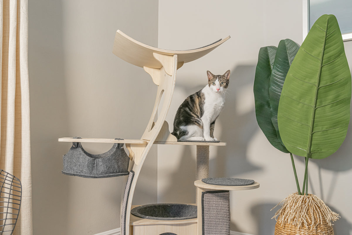 Cat Condo - The Jungle Gym Cat Tree – Meowingtons