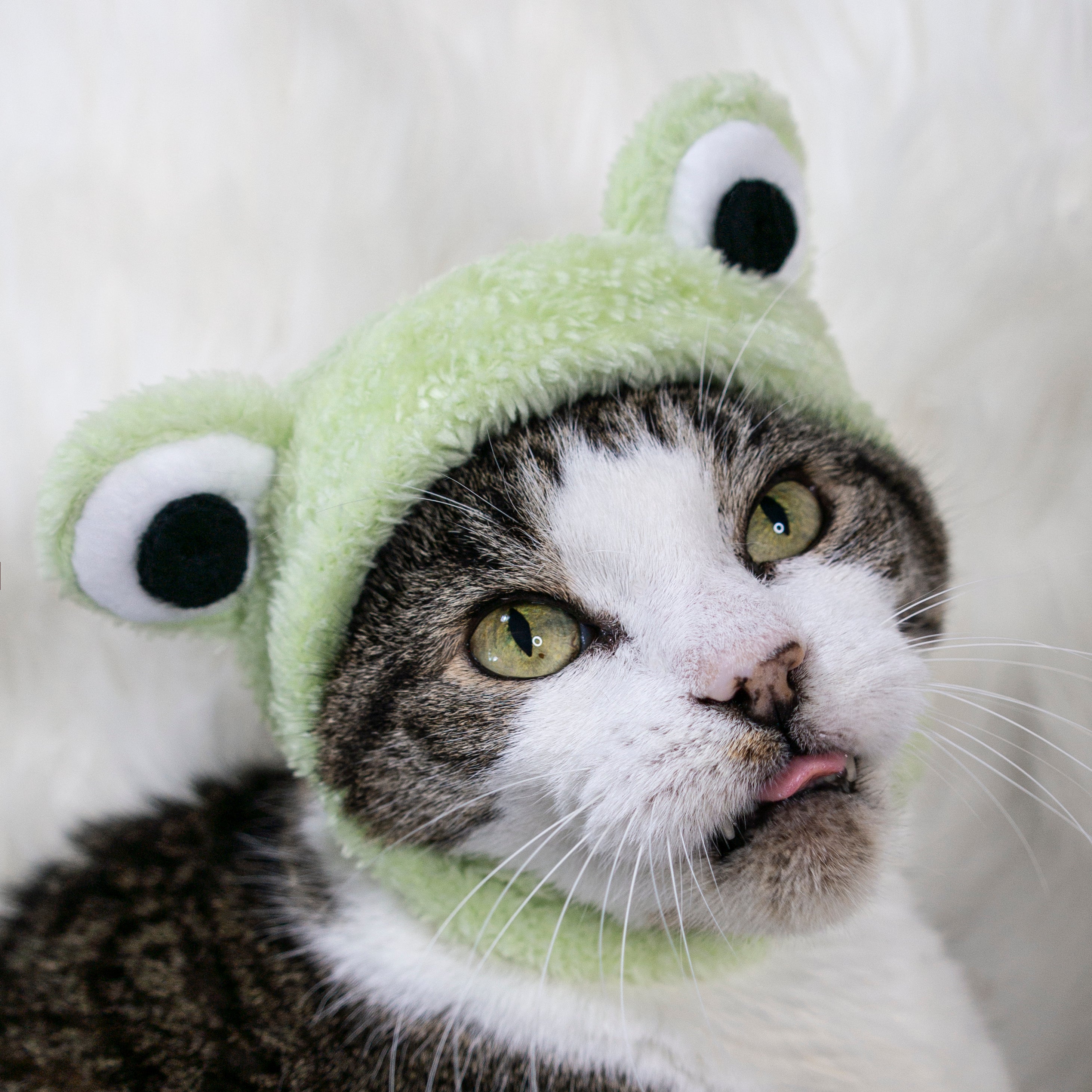 Cats With Frog Hats